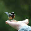 Are You Poisoning Your Bird? 6 Common Foods That Can Kill!