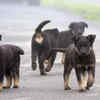 From Lonely Roads to Loving Arms Stray Dogs Journey