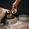 Does Your Dog’s Food Bore Them? Here’s How to Tell