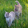 5 Fun Ways to Activate Your Cat’s Hunting Instincts
