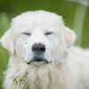 Understanding and Cleaning Dog Tear Stains: Causes and Simple Solutions