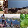 Odisha: Vital for Tumba Craft, Bottle Gourd Ensures Livelihood to ...