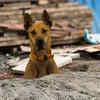 Why Indie Dogs Deserve All the Love and Recognition