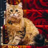 "I Felt Sorry": Vietnamese Eatery Owner Who Killed 300 Cats A Month For ...