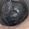 Watch The Dramatic Rescue Of Leopard Stuck In Well
