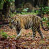 These 5 National Parks in India Are a Paradise for Big Cat Spotters