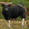 Low-Fat, More Nutritious Meat In Store For Non-Vegetarians As FSSAI ...