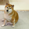 Cheems, One Of The Most Viral Meme Dogs On Internet, Dies; Netizens Pay ...