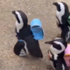 Penguins Show Off Their Teamwork While Wearing Backpacks In Viral Video
