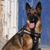 Intoxicated US Man Attacks Police Dog, Inflicting Multiple Bites While ...
