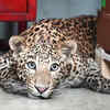 Leopard That Injured Two Beaten To Death In UPs Bijnor As Human-Animal ...