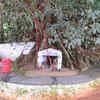 On This Tree In Kerala, The Spirit Of A Tribal Man Killed By British Is ...