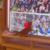 Cat Transforms Into 'Goalkeeper' While Watching A Football Match On TV