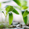 How To Grow Plants By Division And Separation?