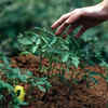 Tips To Make Plants Grow Faster And Bigger: Unlock The Secrets Of Plant ...