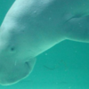 Thanjavur Fishermen Rescue Highly Endangered Dugong Caught In Fishing Net