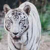 Not Just Cheetah, Madhya Pradesh Also Lost Three Tigers Including A ...