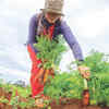 How to Start A Kitchen Garden in India