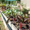 How To Develop Vertical Vegetable Garden
