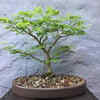 How To Grow Brazilian Rain Tree