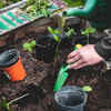 Here Is All You Need To Know About The Dating Trend 'Plant Parenthood'