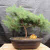 How To Grow Cedar Bonsai Tree