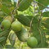 How To Grow Guava Bonsai Tree