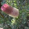 How to Grow Banksia Bonsai Tree