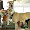 Amid The Growing Stray Menace, Noida Gets Two Shelter Homes For Dogs ...