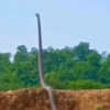 Watch: King Cobra Stands Tall In Viral Video, Internet Reacts