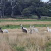 Rare Troop Of Albino Kangaroos Spotted In Australia, The Internet Is In ...