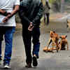 Bihar: Authorities Hunt Stray Dog Which Injured More Than 70 People In ...