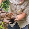 'Toadzilla' The Cane Toad Found In Australia Could Be The World's ...