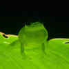 Scientists Finally Know How Glass Frogs Become Completely Transparent