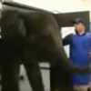 Video Of Elephant Patiently Undergoing An X-Ray Wins Hearts On The Internet
