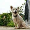Owners Of 'Badmash Dog House' In Dehradun Strave Dog To Death; Probe ...