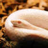 Terrifying Video Shows Doctors Pulling Out 4-Feet-Long Snake From Woman ...
