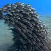 Mesmerising Video Of Eel Catfish Moving In A Group Leaves Internet Stunned