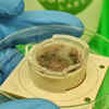 Brain Cells Grown In Lab Taught Itself To Play Pong Video Game