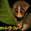 Tamil Nadu Notifies India’s First Slender Loris Sanctuary: Here's All ...