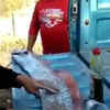 Oarfish Considered A 'Bad Omen' By Locals Found A Second Time Off The ...