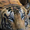 Tiger That Killed 10 Cows In Two Days In Kerala's Munnar, Captured