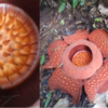 Rare Sight: Man Spots World’s Largest Flower 'Rafflesia Arnoldii' In ...
