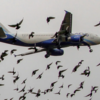 Explained: What Are Bird Strikes And How Are They Impacting Aviation ...