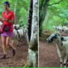 Hundreds Of Sheep Follow Runner On A Trail, 'Hilarious' Internet Calls It
