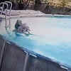 Viral Video: 10-Year-Old Boy Saves His Mother From Drowning In Pool ...