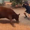 Viral Video Shows Man Playing Basketball With A Bull, Internet Has ...