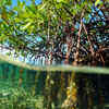 Climate Change's Impact On Ocean Water Could Also Affect Mangrove ...
