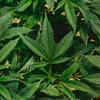 Explained: What Is Hemp, The Cannabis Species With Amazing Medicinal ...