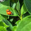 Explained: How Climate Change Is Killing Insects And Impacting The Food ...